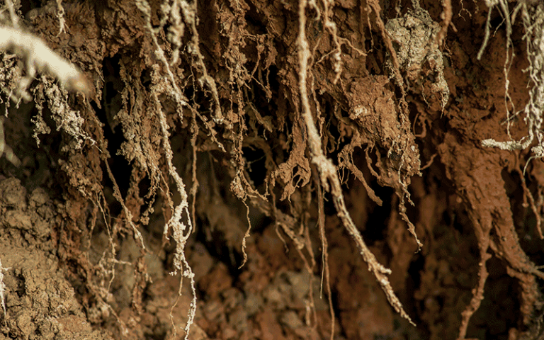 Agricultural Gypsum Role in Enhancing Root Penetration